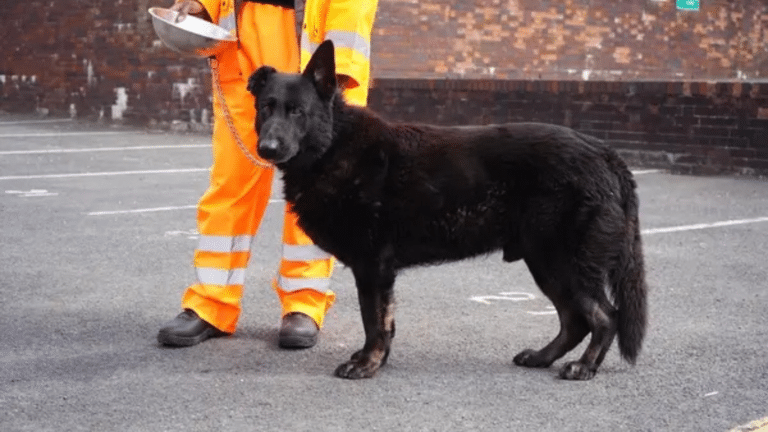 How To Become A Security Dog Handler? | Region Security