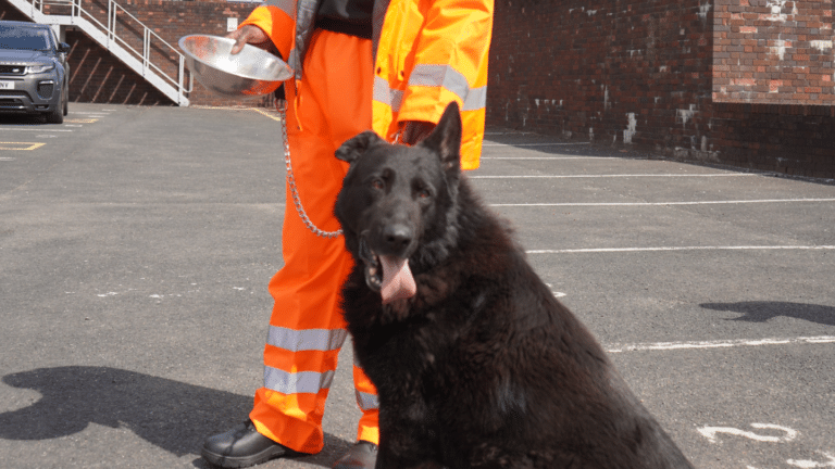 How To Become A Security Dog Handler? | Region Security