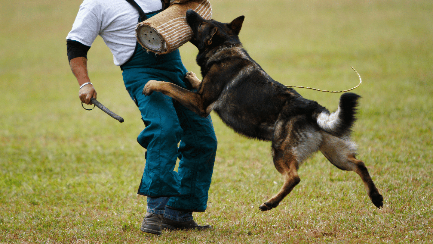 German Shepherd Guard Dogs for Security & Protection