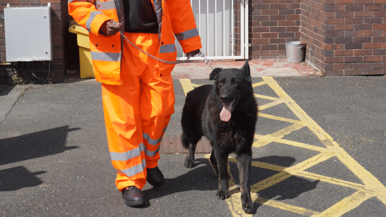 How To Become A Security Dog Handler? | Region Security